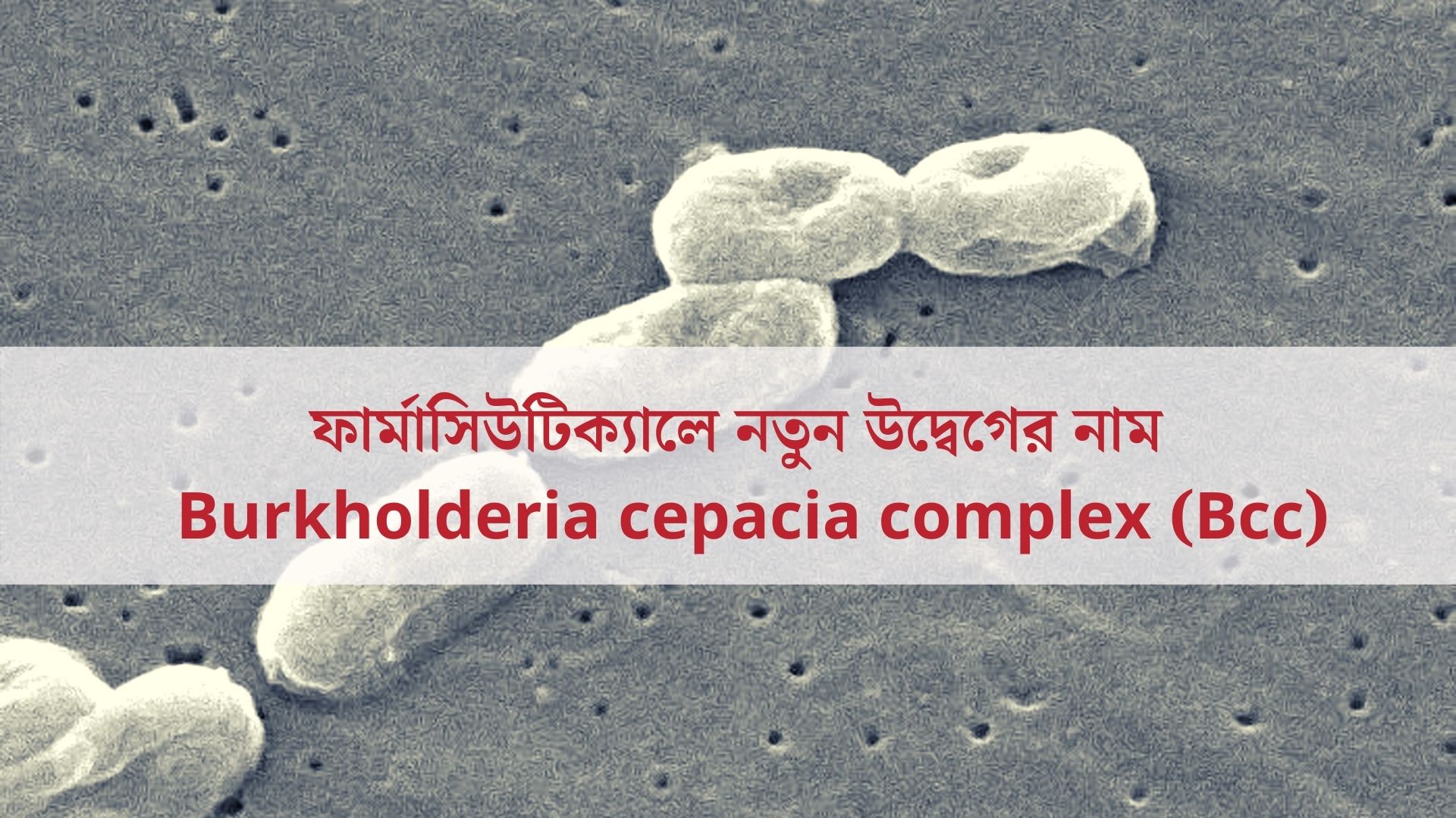 ফার্মাসিউটিক্যালে নতুন উদ্বেগের নাম Burkholderia cepacia complex (Bcc ...